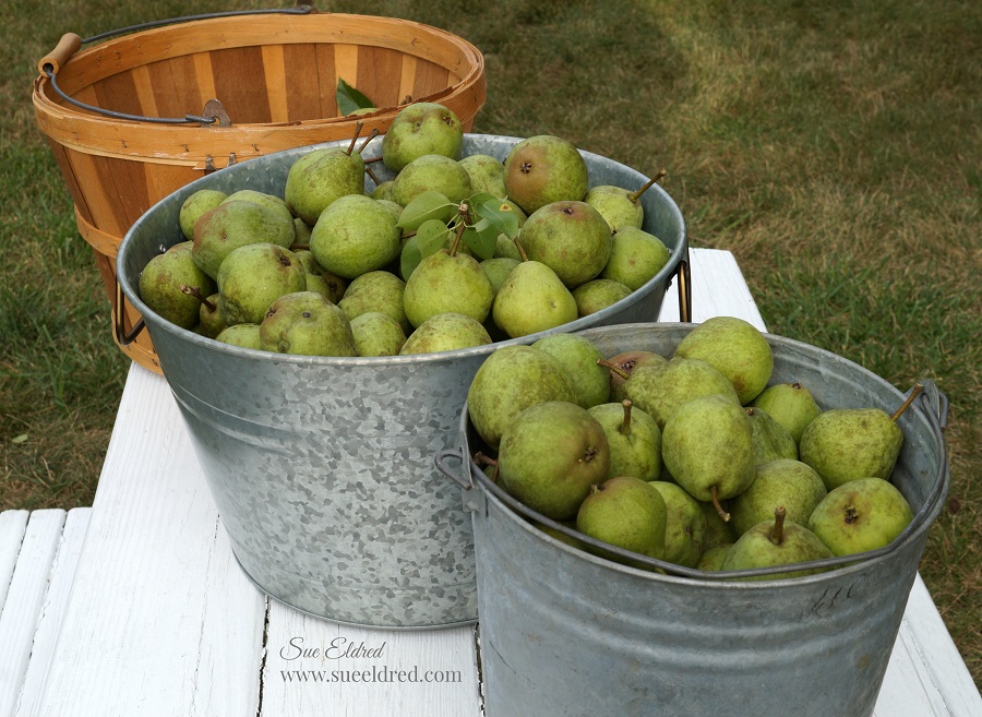 A “Pear-fectly” Good Day. – Sue's Creative Workshop