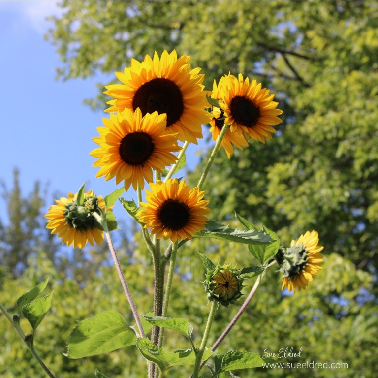 Taking Fall Garden Notes – Sue's Creative Workshop
