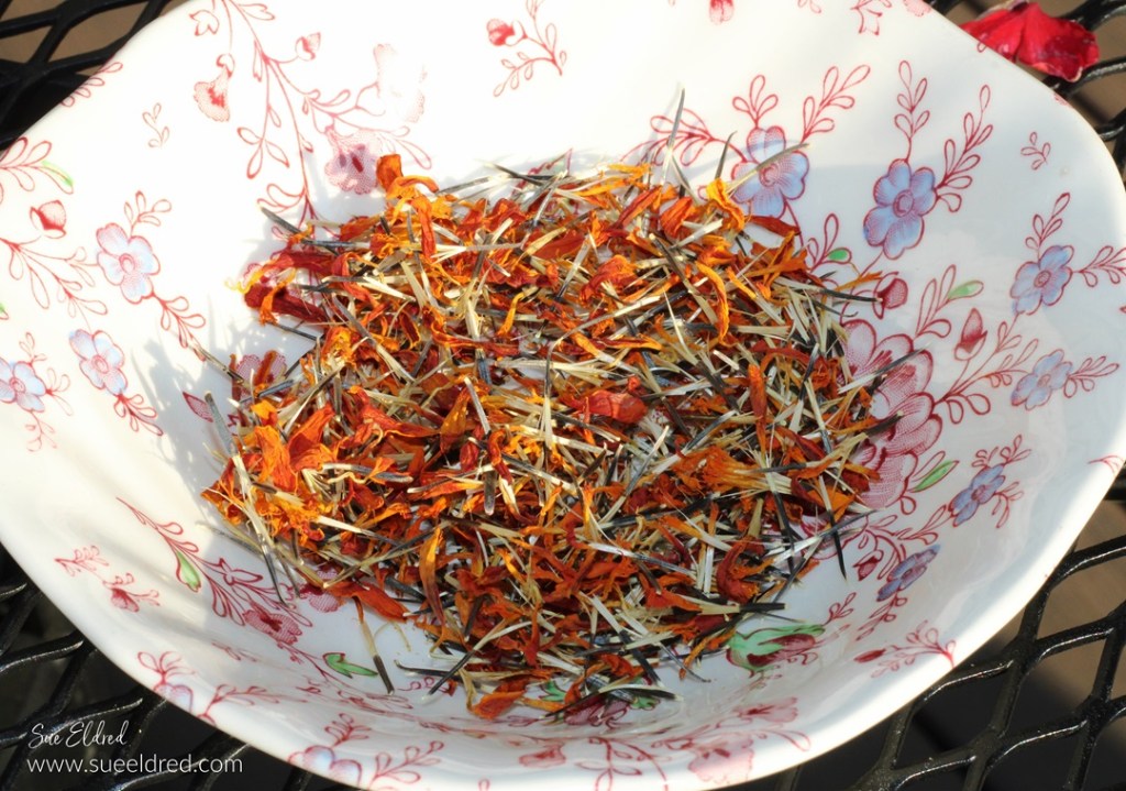 Taking Fall Garden Notes – Sue's Creative Workshop